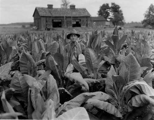 Tobacco Farming | Town of Clay
